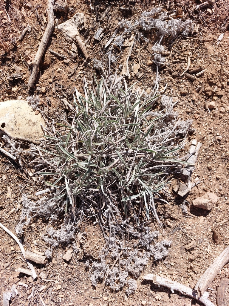 plants from Flagstaff, AZ 86001, USA on November 3, 2023 at 01:11 PM by ...