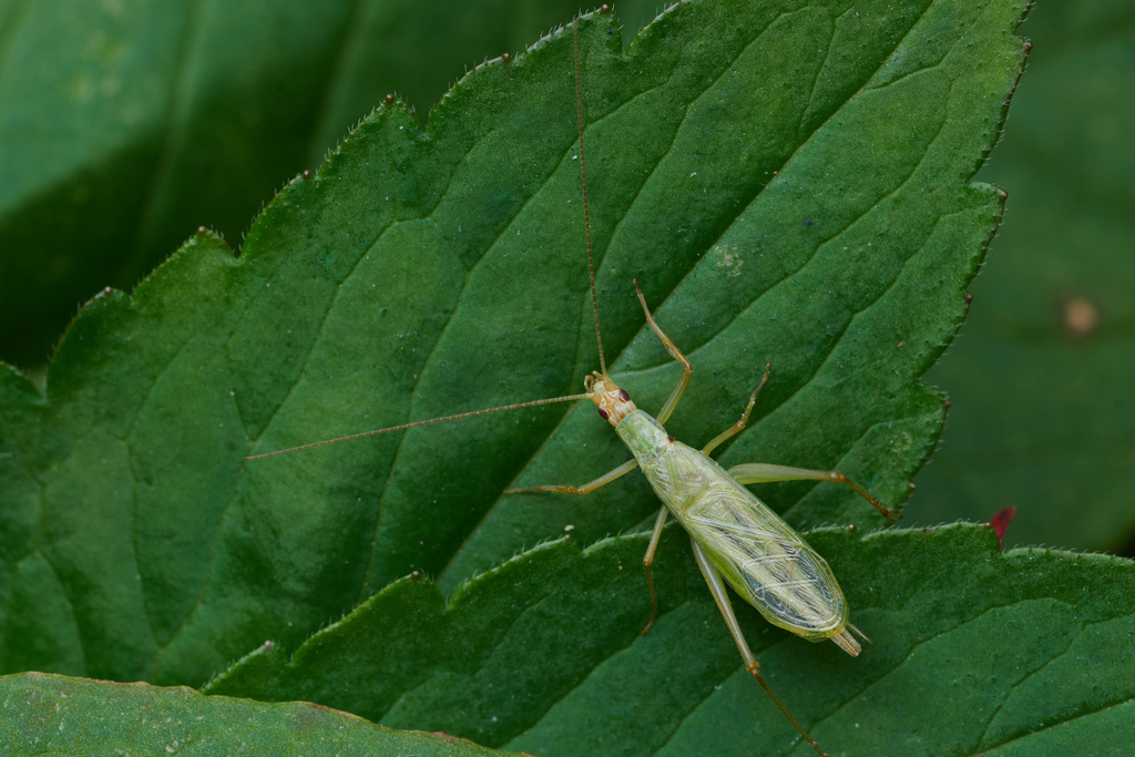 Oecanthus longicauda from 丽水市遂昌县CN 浙江省 丽水市 遂昌县 160 米 邮政编码: 323317 on ...
