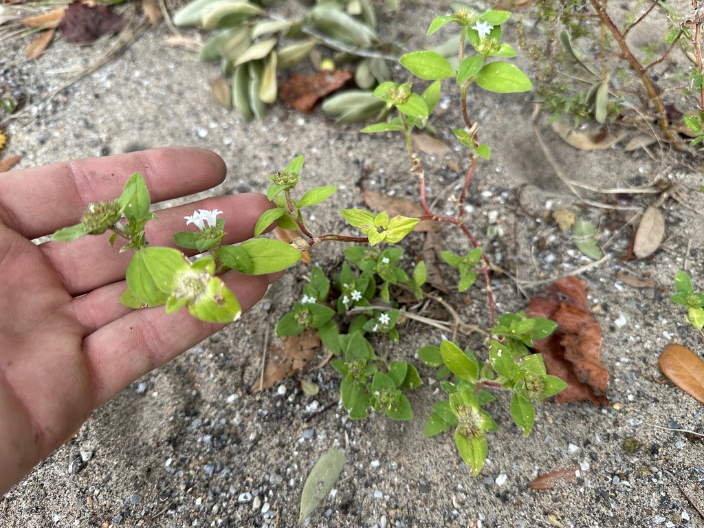 Florida Pusley in October 2023 by Eric Blomberg · iNaturalist