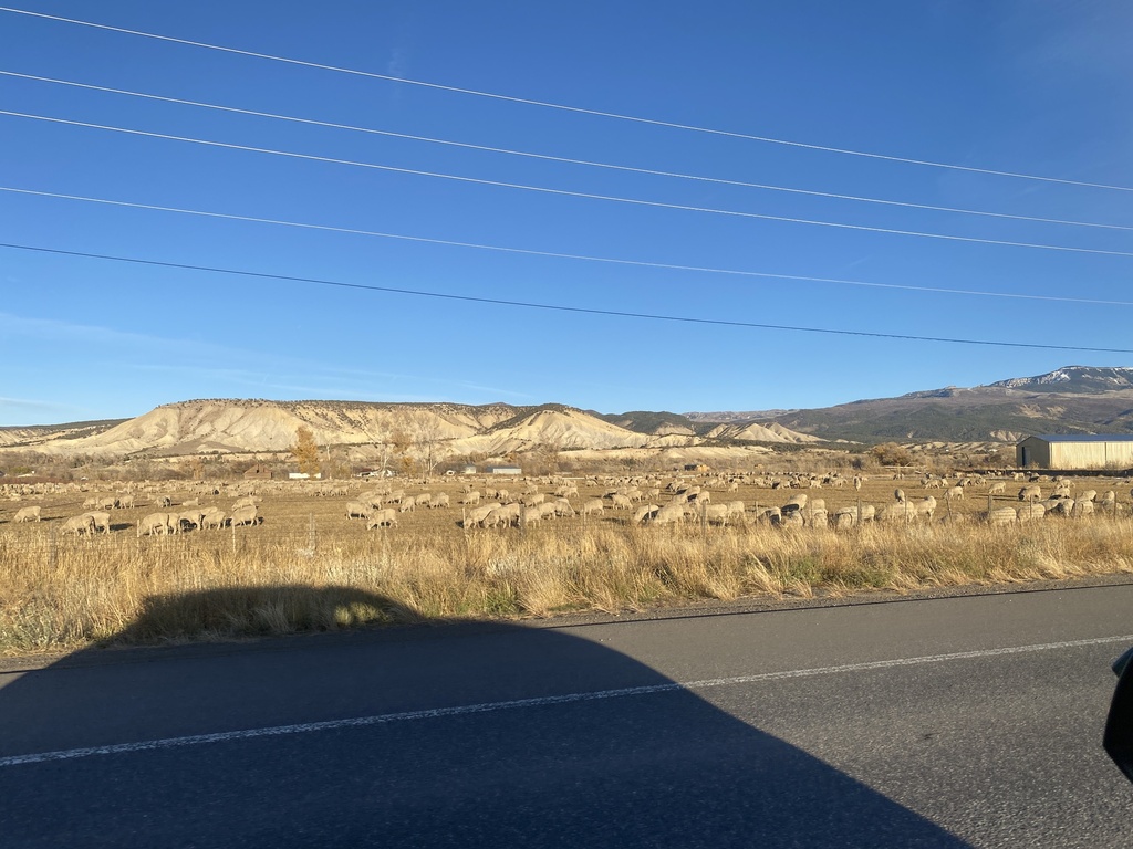 Domestic Sheep from Vernal Rd, Montrose, CO, US on November 6, 2023 at ...