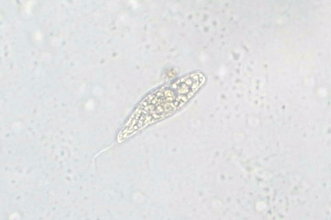 Peranema (Euglenoid) from Limbongan, Kec. Gantung, Kabupaten Belitung ...