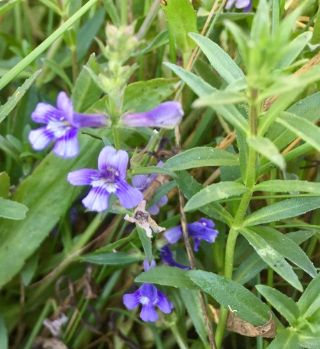 Stemodia palustris · iNaturalist
