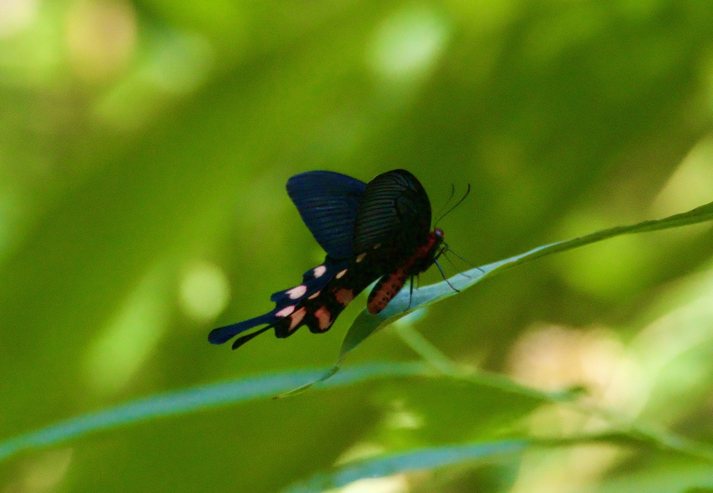 Pink-spotted Windmill from Taiwan, Beitou District, TPE, TW on November ...
