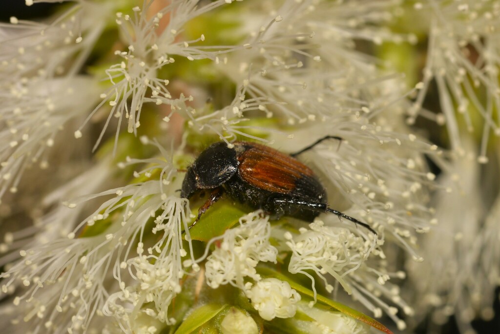 Phyllotocus navicularis from Coffs Harbour NSW, Australia on November 8 ...