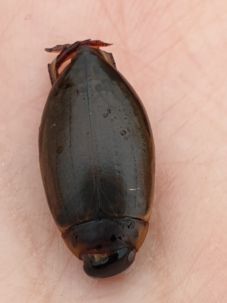 large-grooved diving beetle from Angermünde, Deutschland on November 9 ...
