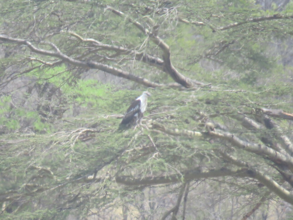African Fish-Eagle from Pradera volcánica del Serengueti, Tanzania on ...