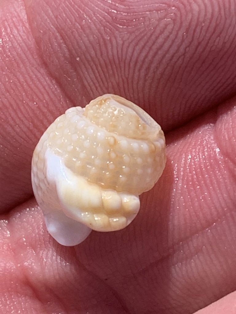 Nassarius conoidalis from Yuraygir National Park, Yuraygir, NSW, AU on ...