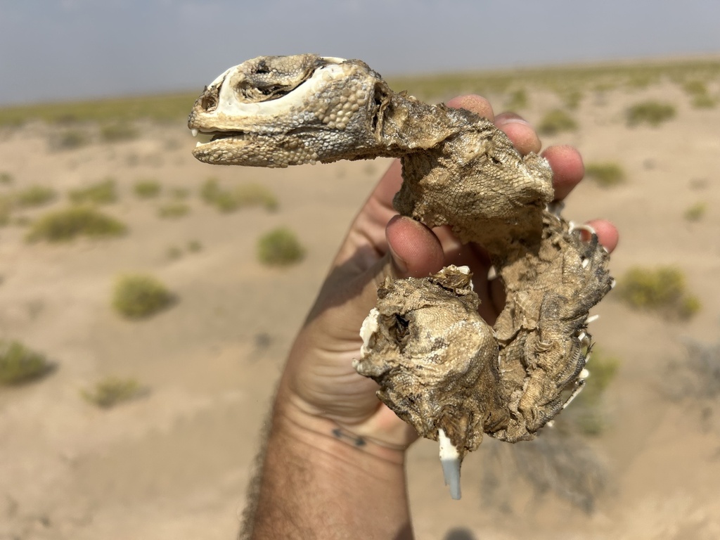 Egyptian Mastigure in November 2023 by Joachim Bertrands · iNaturalist
