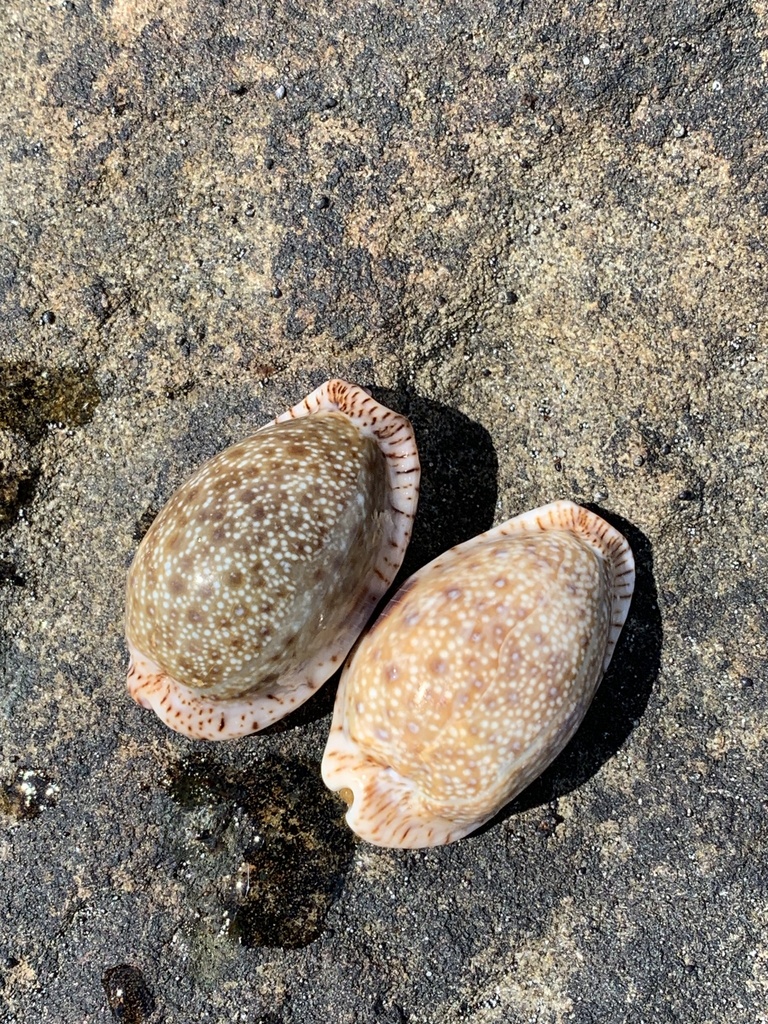 Eroded Cowry from Yuraygir National Park, Yuraygir, NSW, AU on November ...
