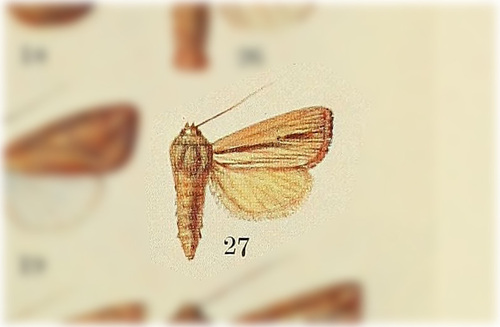 Leucania secta · iNaturalist United Kingdom