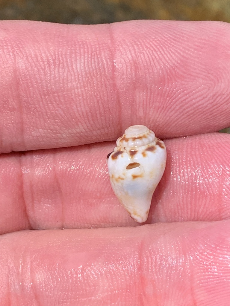 Variable Stromb from Yuraygir National Park, Yuraygir, NSW, AU on ...