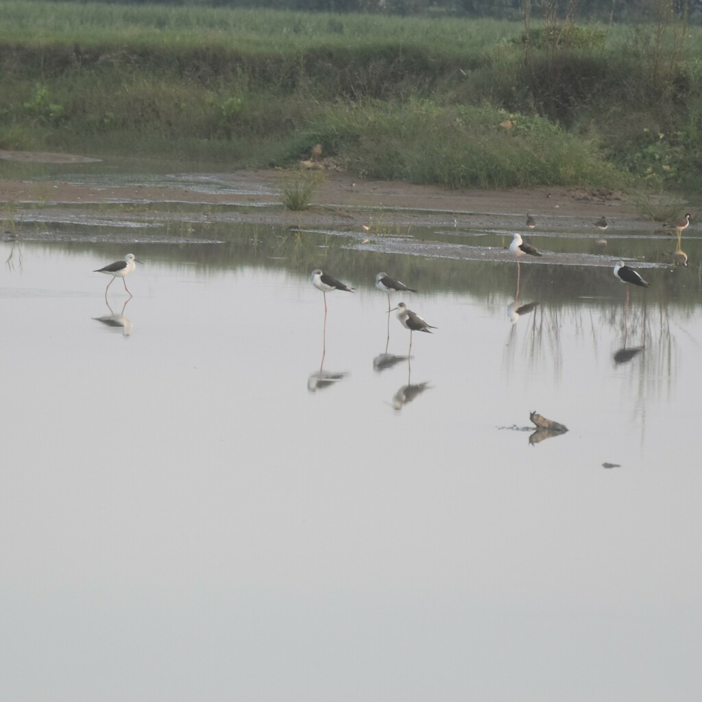 Black-winged Stilt from Khekra, Uttar Pradesh 250101, India on ...