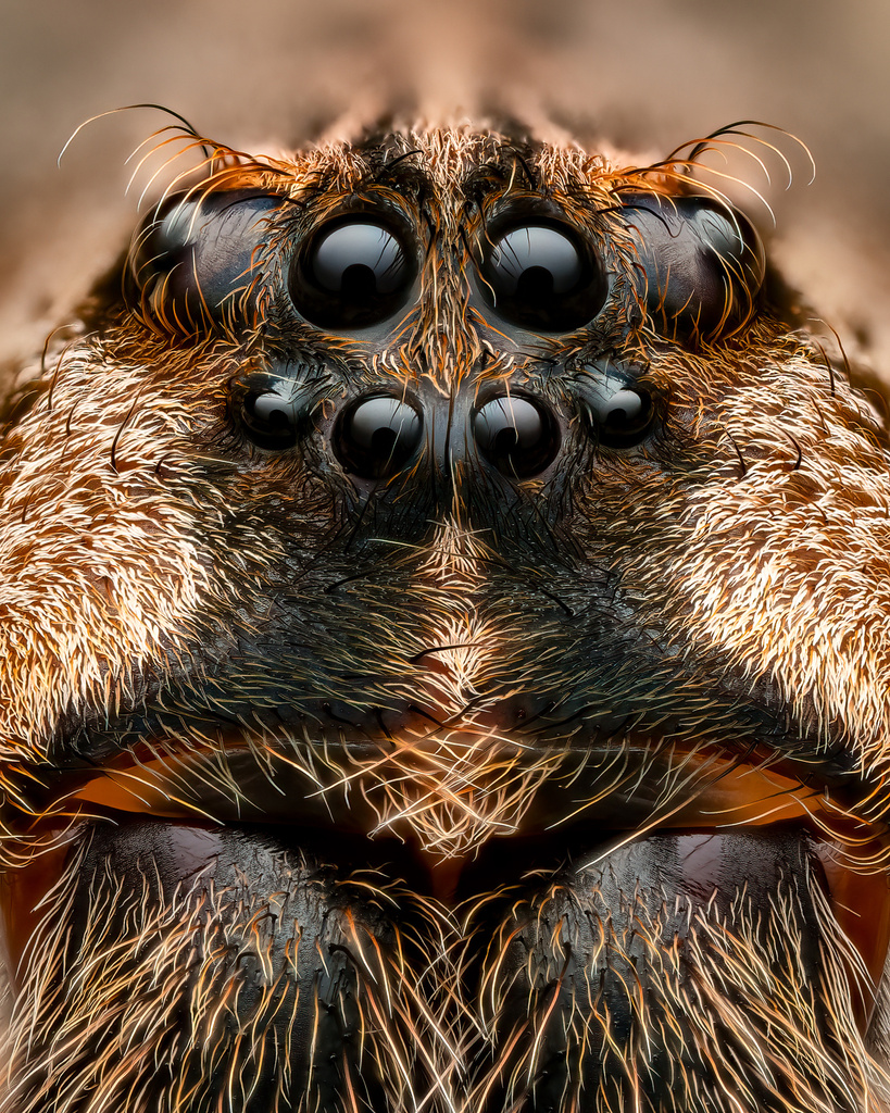 Dark Fishing Spider from Muddy Branch Stream Valley Park, Gaithersburg ...