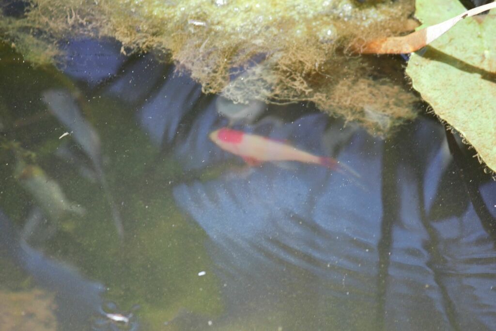 Goldfish from Carletonville, 2499, South Africa on November 9, 2023 at ...