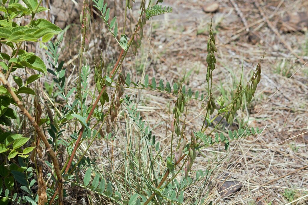 Lessertia stricta from West Rand District Municipality, South Africa on ...
