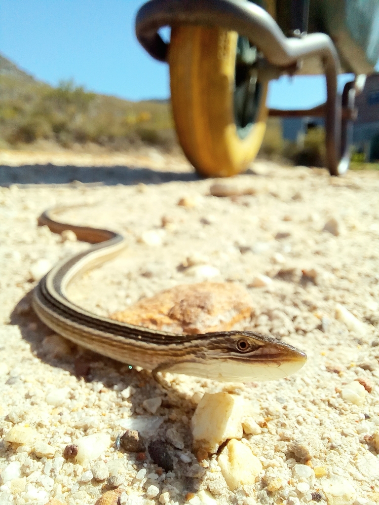 Cape Snake Lizard from Overstrand Local Municipality, South Africa on ...