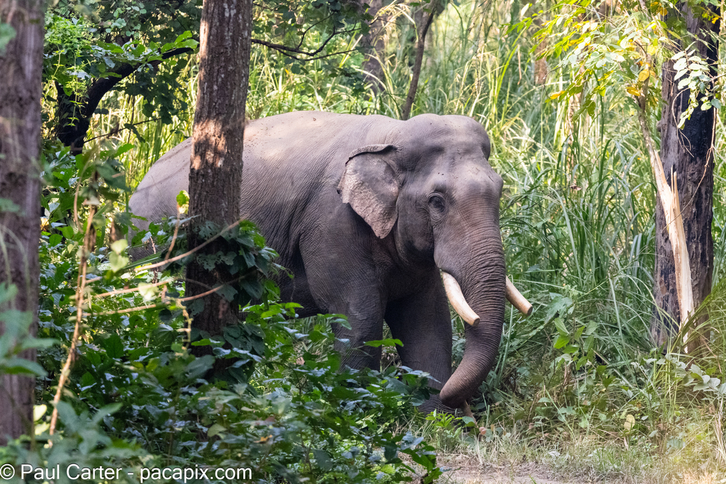 Indian Elephant in November 2023 by Paul Carter. This is the well-known ...