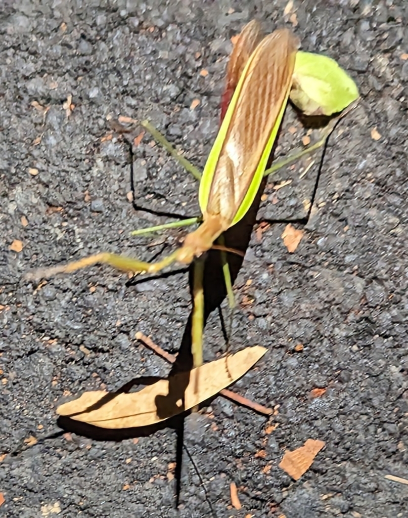 Japanese Giant Mantis from Dongshi Forest, Dongshi District, Taichung ...