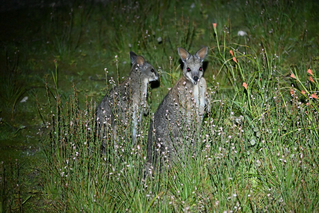 South Australian Tammar Wallaby (Notamacropus eugenii eugenii) - Know ...