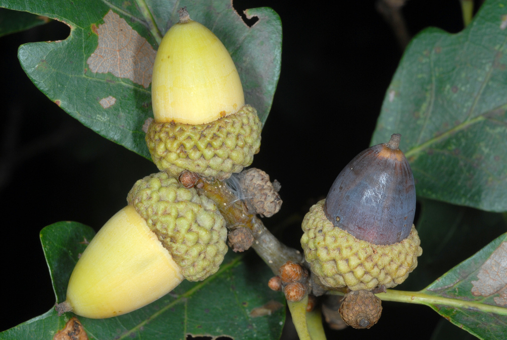Ficha Técnica De Quercus Alba