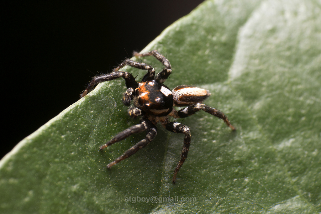 Plexippus setipes from 99 Phahon Yothin Rd, Tambon Khlong Nung, Amphoe ...