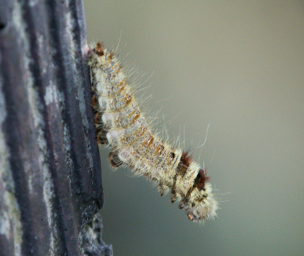Common Duffer from Fengbin Township, Hualien County, Taiwan 977 on ...