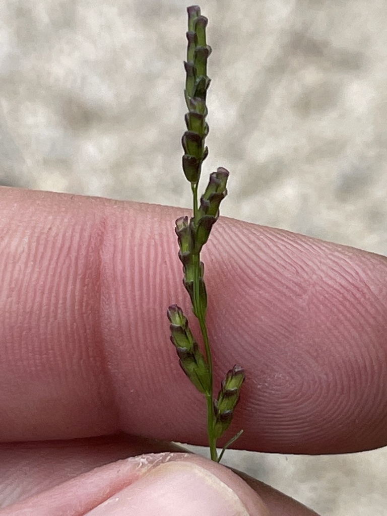 green sprangletop from La Paz, B.C.S., MX on November 8, 2023 at 09:13 ...