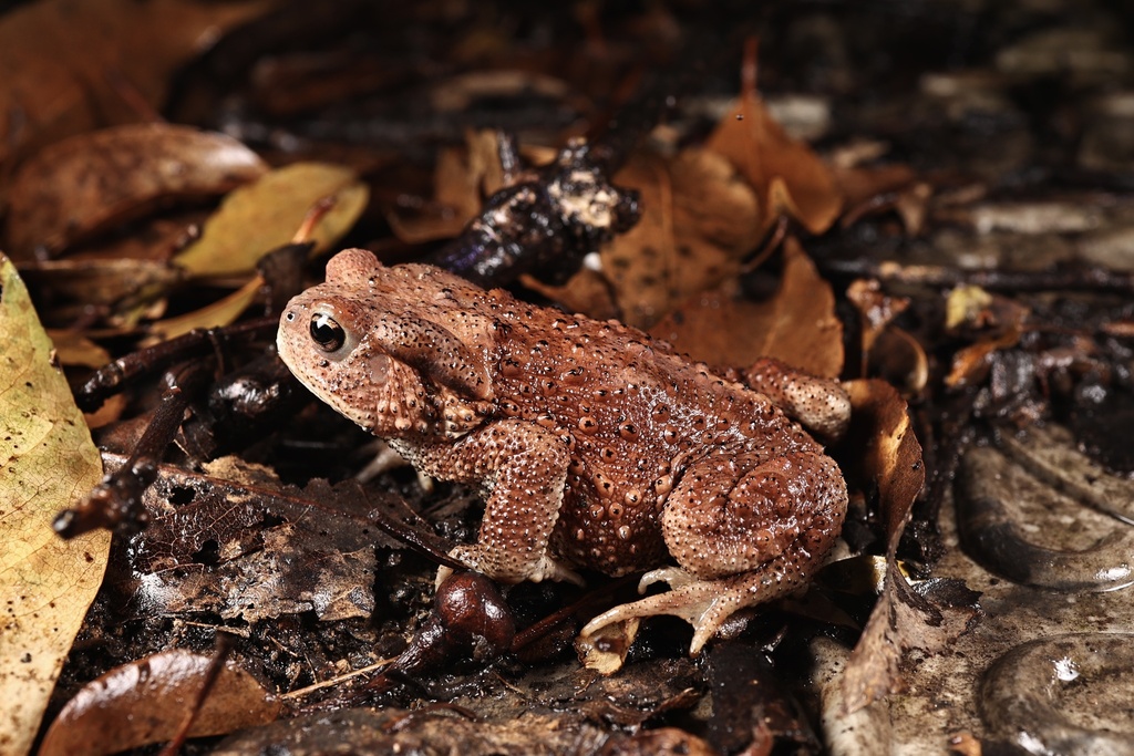 Asiatic Toad from 东钱湖风景名胜区, 宁波市, 浙江省, CN on November 9, 2023 at 09:29 ...