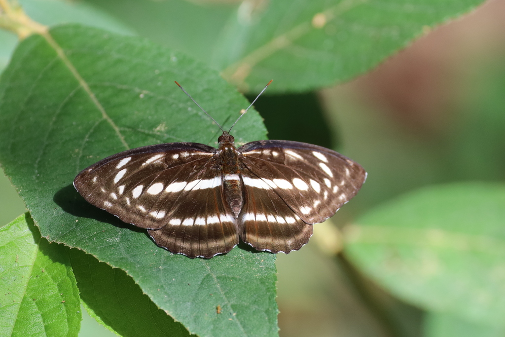 Athyma selenophora laela from 112台北市北投區湖田里 on November 9, 2023 at 11:33 ...