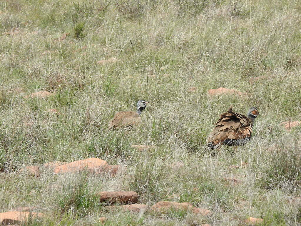 Blue Bustard from Chris Hani District Municipality, South Africa on ...