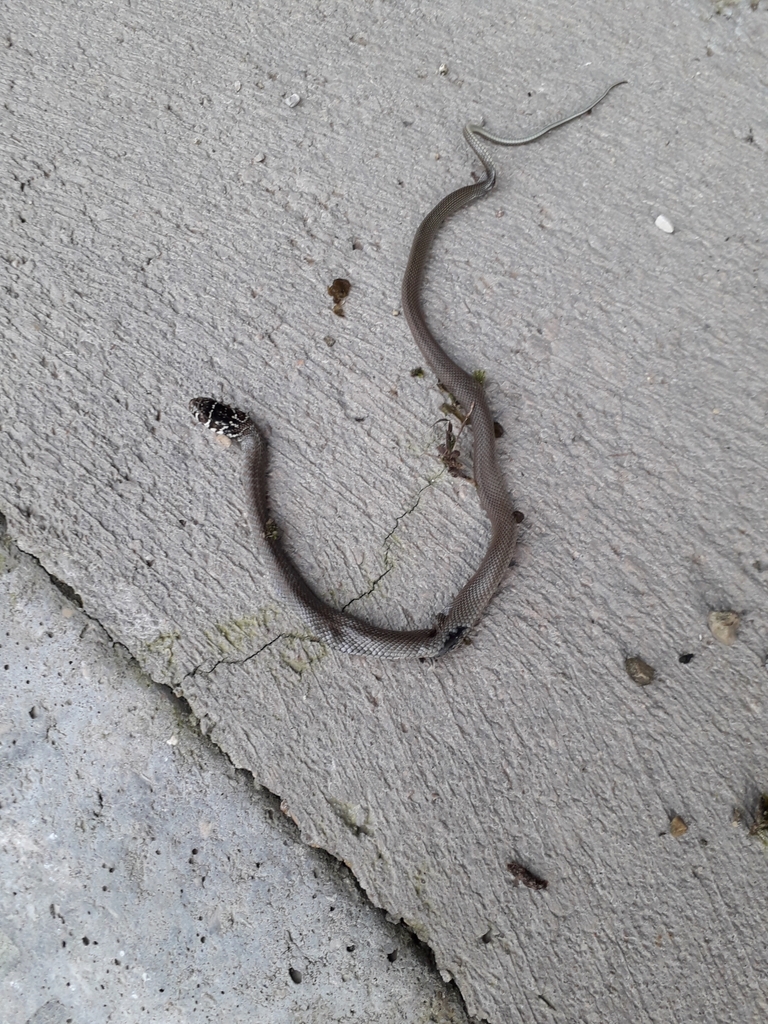 Green Whip Snake from 89600 Saint-Florentin, France on November 9, 2023 ...