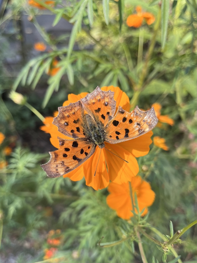Asian Comma in November 2023 by mako328 · iNaturalist