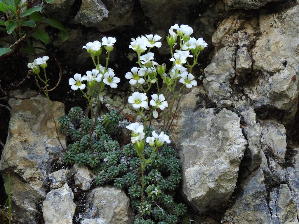 Blue Saxifrage from Province de Huesca, Espagne on August 12, 2019 at ...