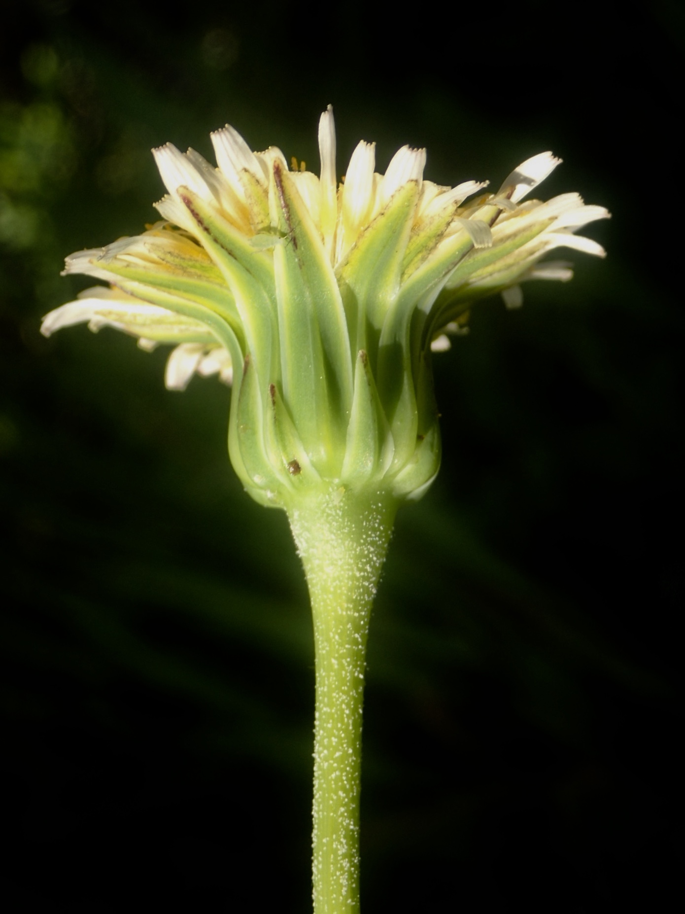 Microseris heterocarpa (Nutt.) K.L.Chambers