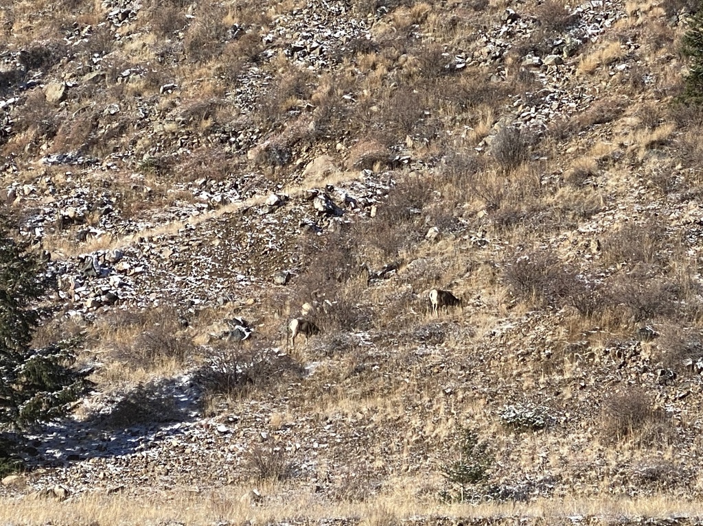 Bighorn Sheep from High Street Road, Georgetown, CO, US on November 9 ...