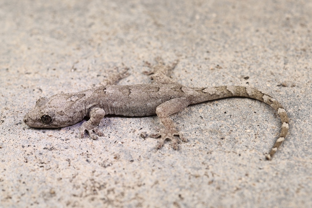 Webbed-toed Gecko from 东钱湖风景名胜区, 宁波市, 浙江省, CN on November 10, 2023 at ...
