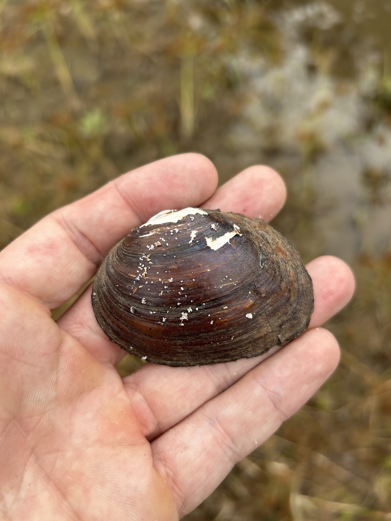 Texas Pigtoe in November 2023 by David A. Harrison · iNaturalist