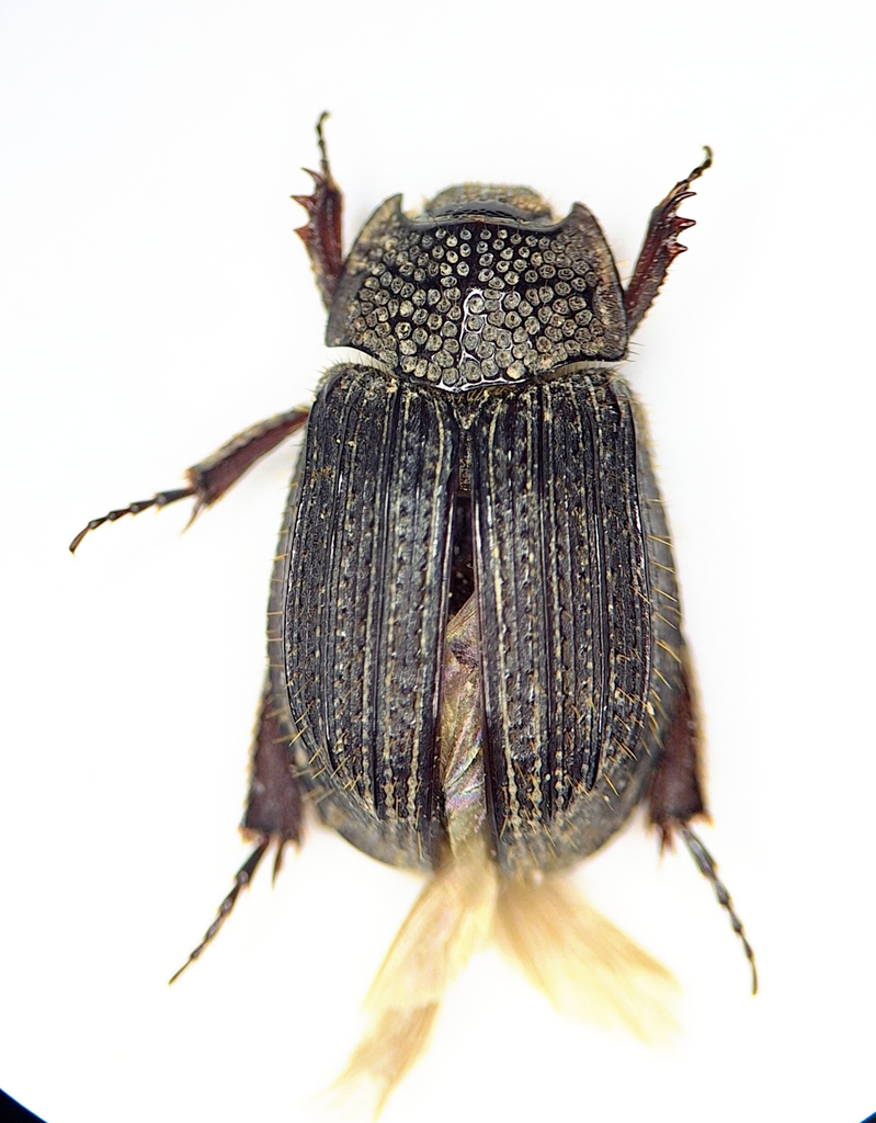 Chaetodus tricarinatus from 8JG3+732, Orellana, Ecuador on November 9 ...