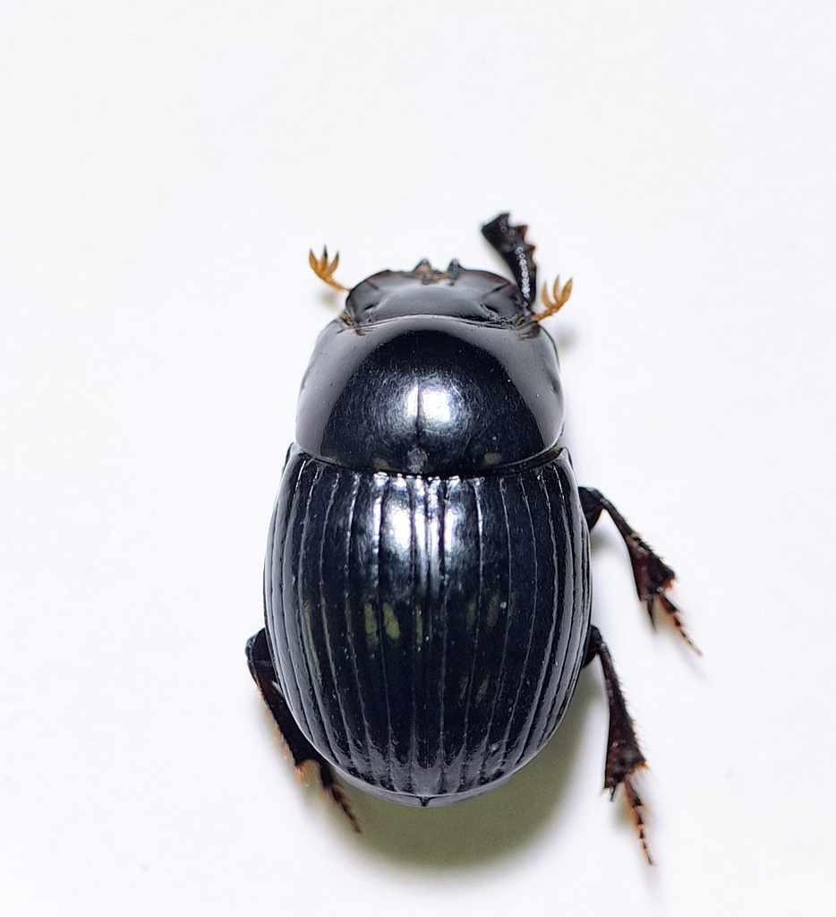 Uroxys from 8JG3+732, Orellana, Ecuador on December 1, 2016 at 12:08 PM ...