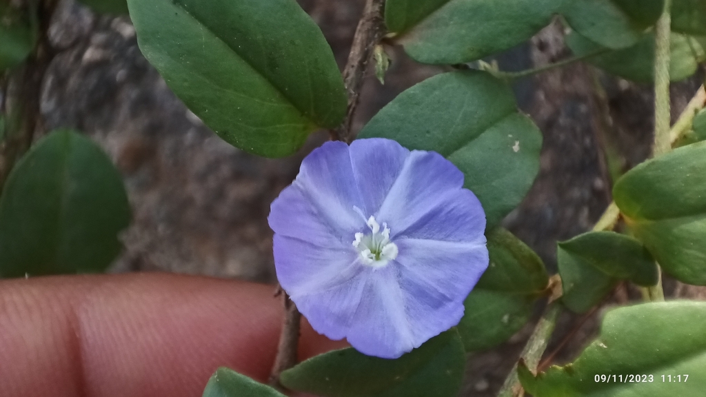 Evolvulus convolvuloides desde Cheguigo Juárez, 70110 Ixtepec, Oax ...