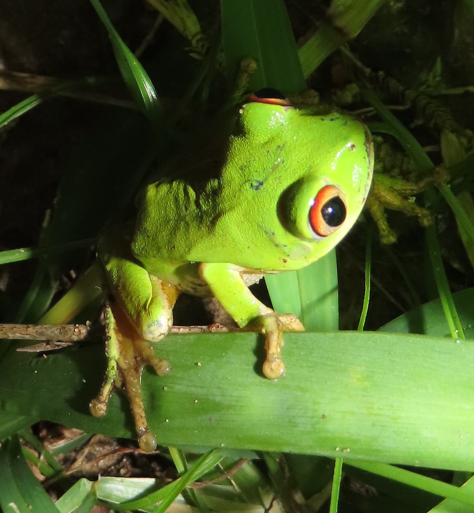 Natal Forest Tree Frog from St Lucia 1 on November 9, 2023 at 04:40 PM ...
