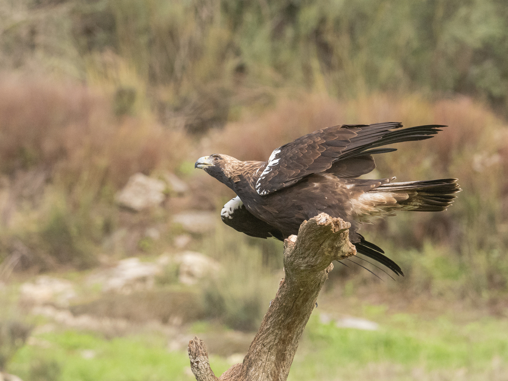 Spanish Eagle in November 2023 by Ricardo Rodero Henández · iNaturalist
