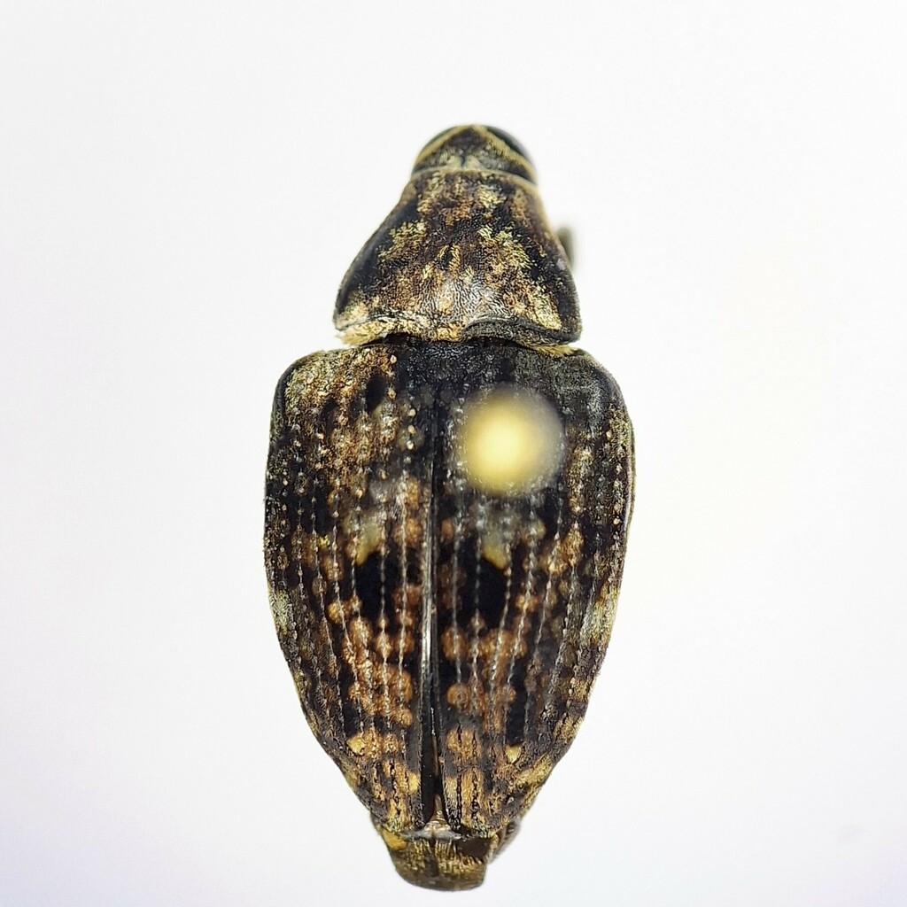 Conoderinae from 8JG3+732, Orellana, Ecuador on December 1, 2016 at 12: ...