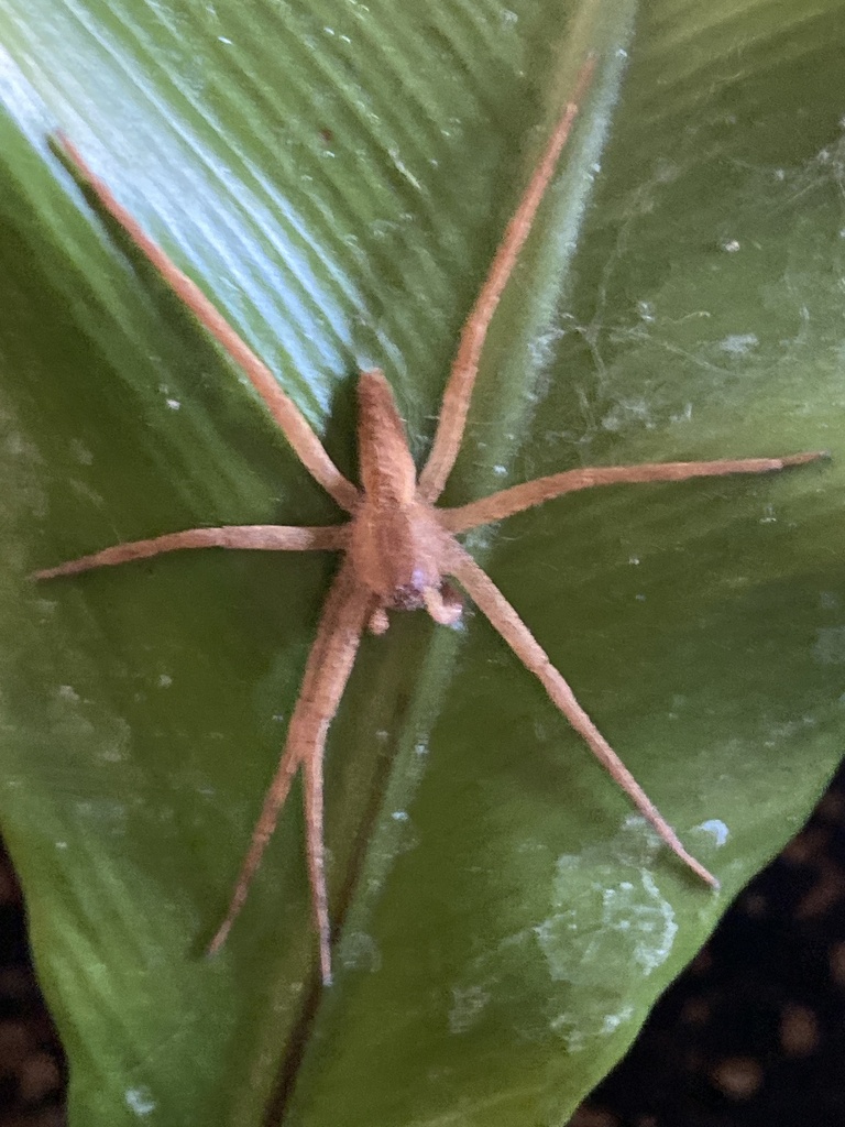 American Nursery Web Spider from Patti Ln, Asheville, NC, US on ...