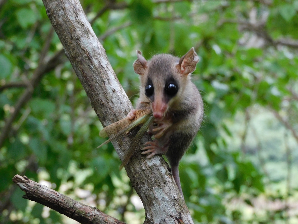Gray Mouse Opossum from 39046 Gro., México on November 9, 2023 at 04:19 ...