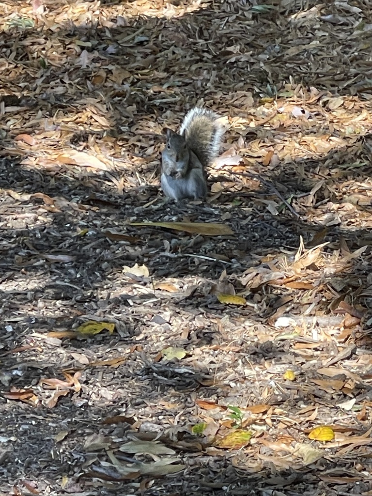 Eastern Gray Squirrel from NC State University, Raleigh, NC, US on ...