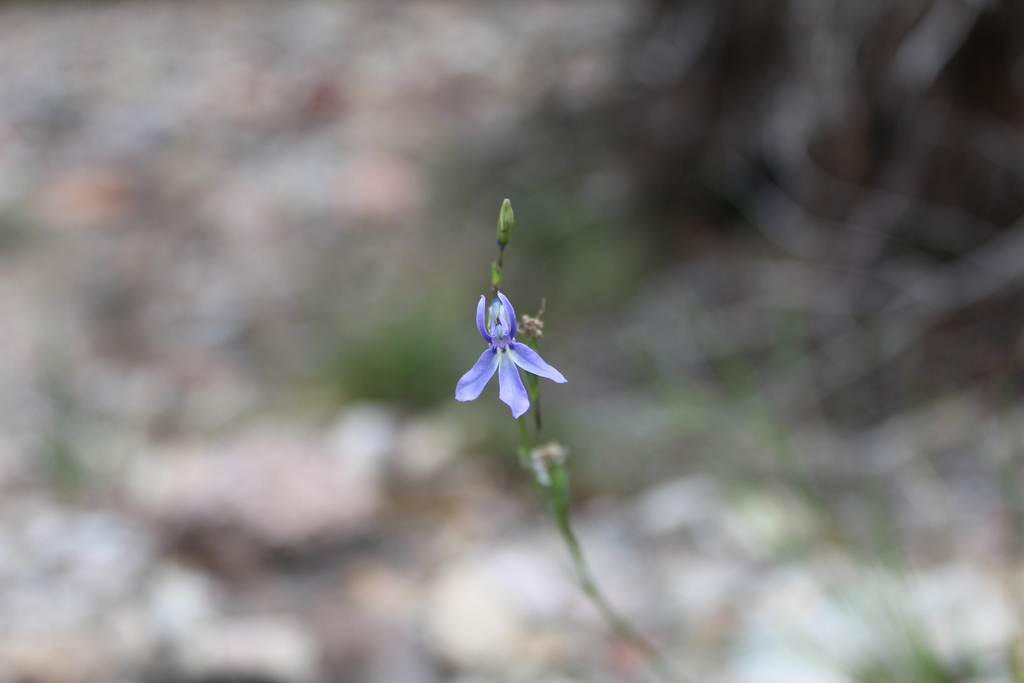 Lobelia guzmanii from Santiago Papasquiaro, Dgo., México on November 8 ...