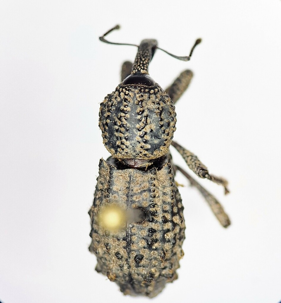 True Weevils from 8JG3+732, Orellana, Ecuador on December 1, 2016 at 01 ...