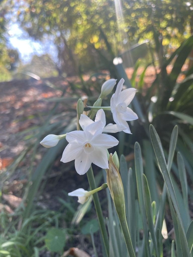 Paperwhite from Fullerton Arboretum, Fullerton, CA, US on November 9 ...