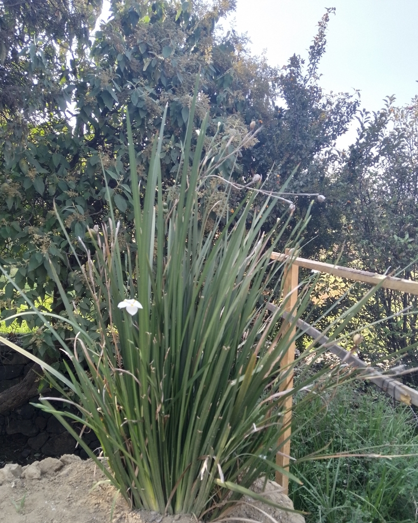 blue twister from San Pablo Oztotepec on November 8, 2023 at 03:23 PM ...